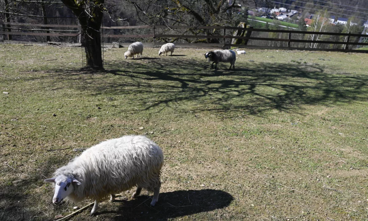 Volk pri Kropi pokončal 15 ovac in jagnjet