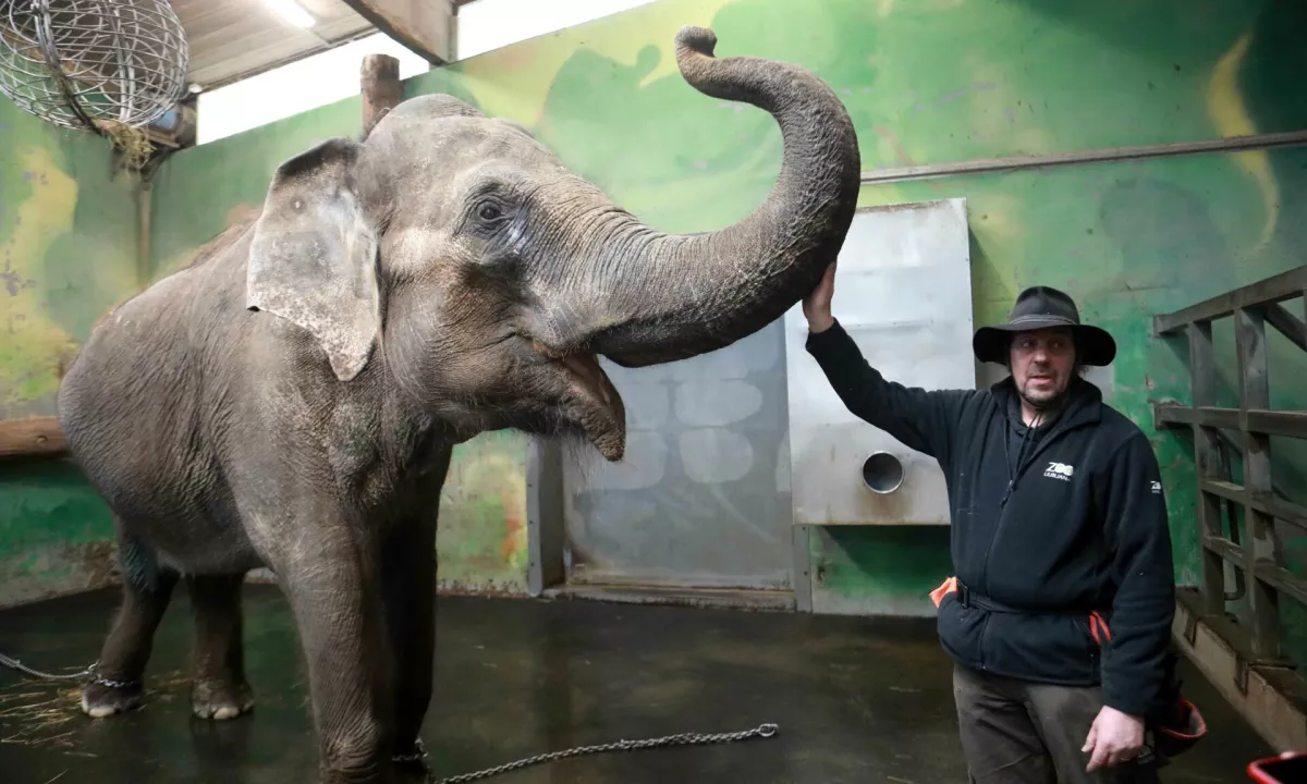 Ste vedeli? Slonica Ganga vsako jutro igra na orglice