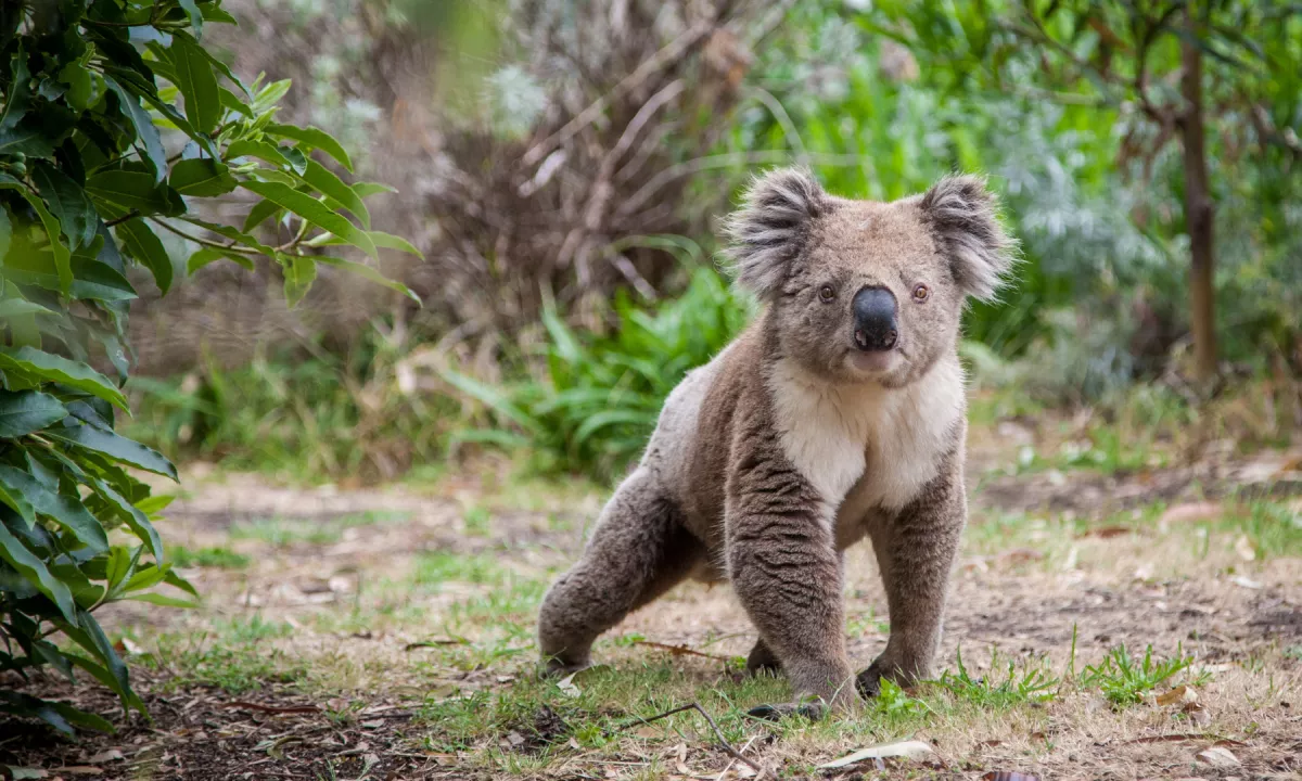Iz helikopterjev streljajo koale: aktivisti zgroženi, oblasti branijo ukrep