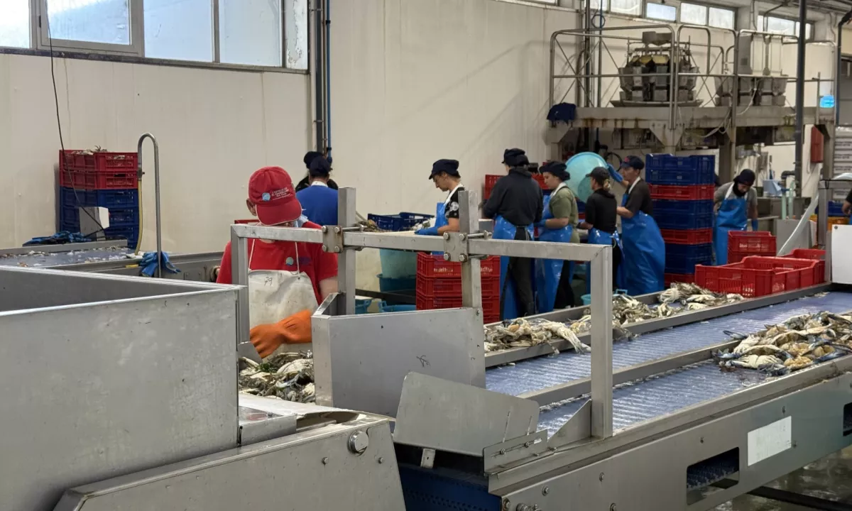 Američani zanjo mastno plačajo, mi pa je (še) ne maramo