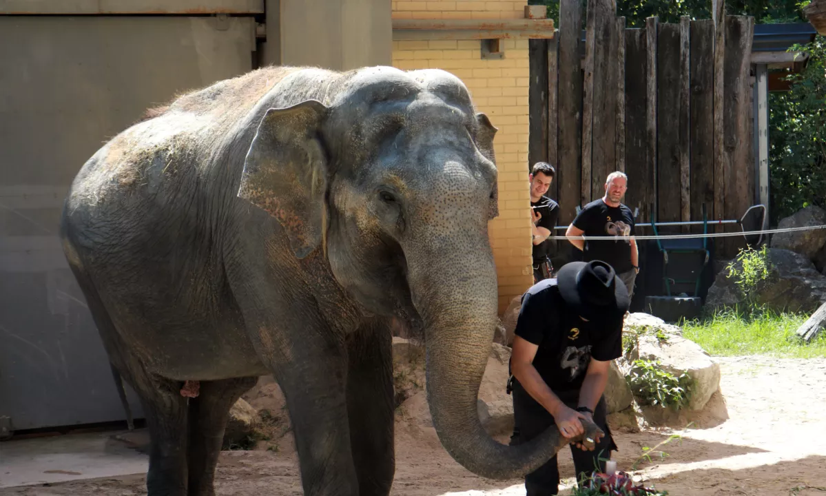 Posebni Ljubljančanki za darilo torta iz lubenice in korenja ter nova žoga