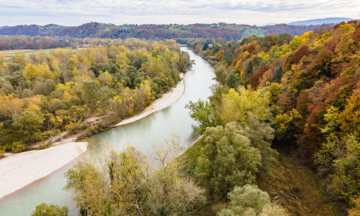 Reka, ki še diha: sprehod ob Dravi s pticami, želvami in netopirji