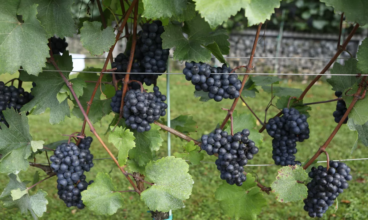Bolezen modrikastega jezika se umirja, zlata trsna rumenica pa ogroža ...