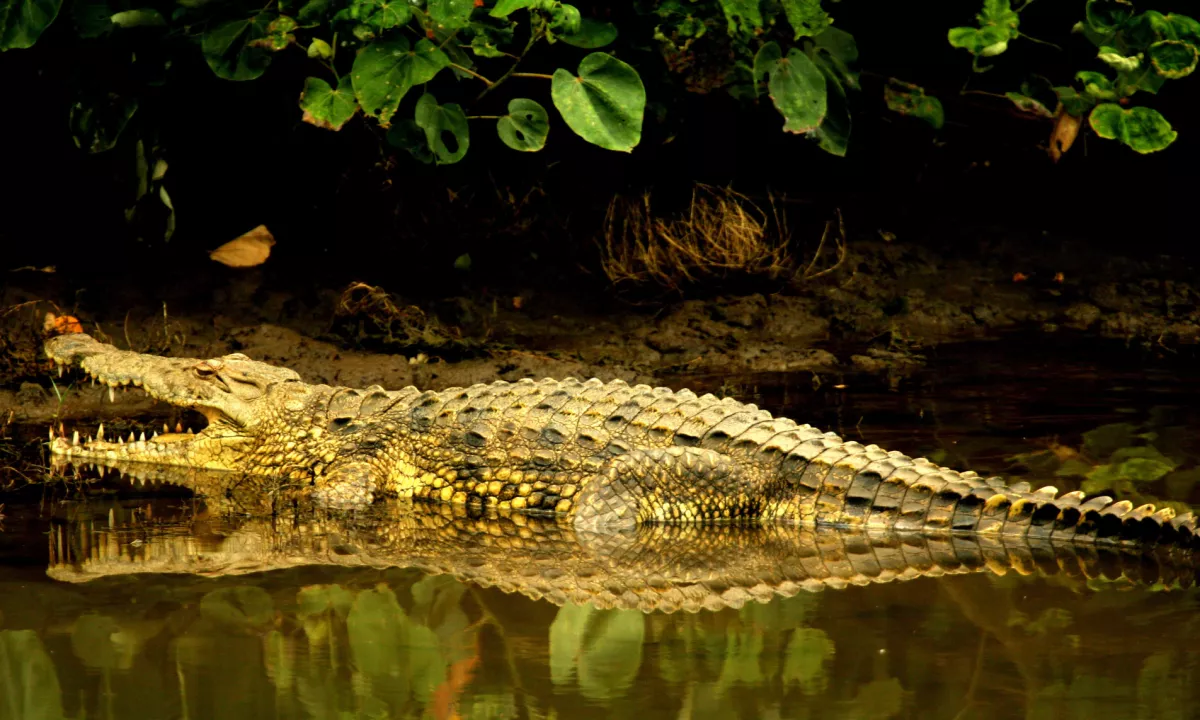 Znanstveniki osupnili: izumrli krokodili so bili kopenski lovci, ki so ...