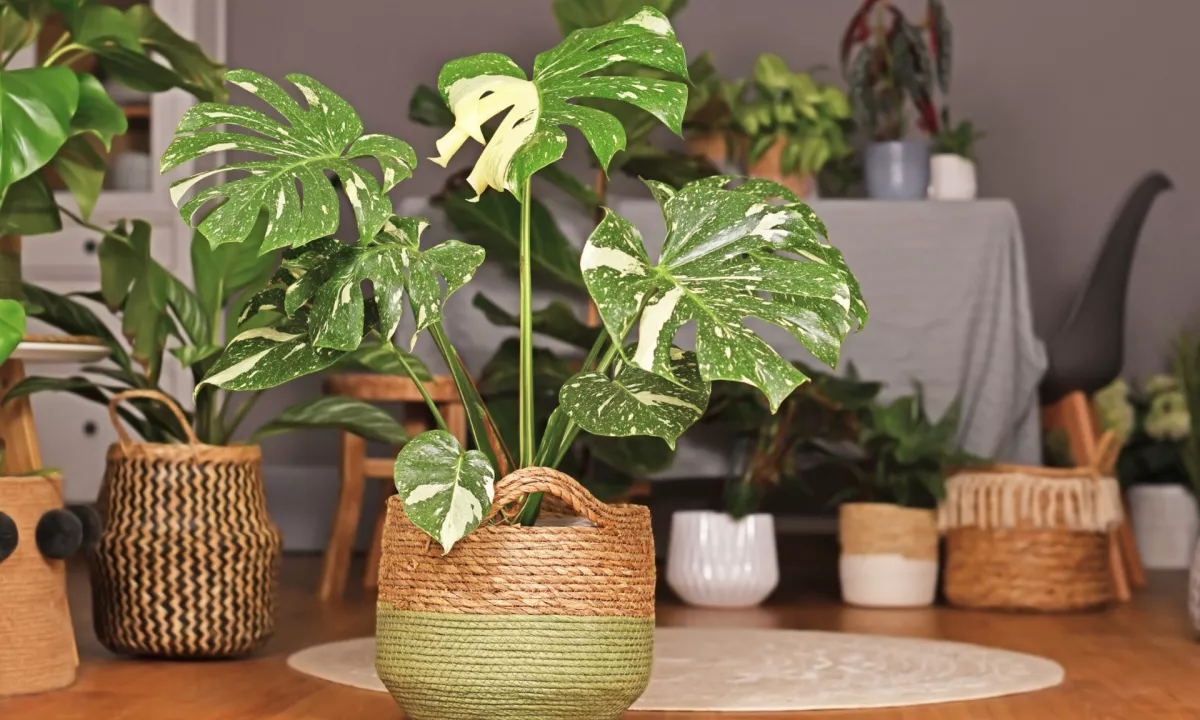 Oskrba sobnih rastlin pozimi