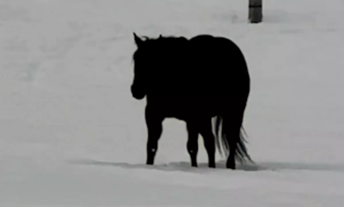 Preizkus vašega vida: ali ta konj po vašem hodi naprej ali nazaj?