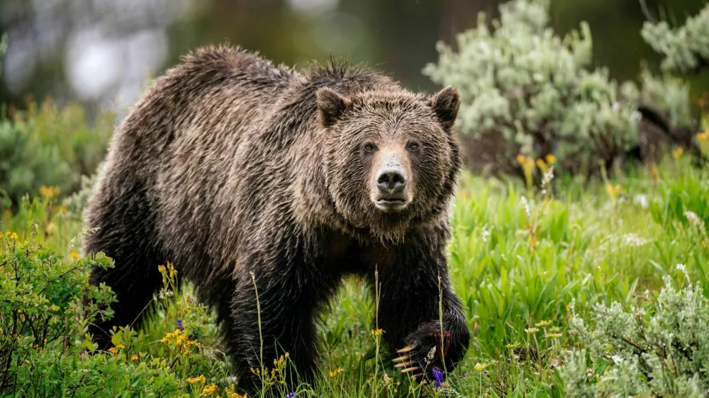Na dolenjski avtocesti v medveda trčila kar dva voznika