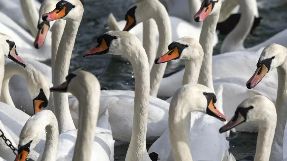 Pri dveh labodih na Ptujskem jezeru potrdili ptičjo gripo